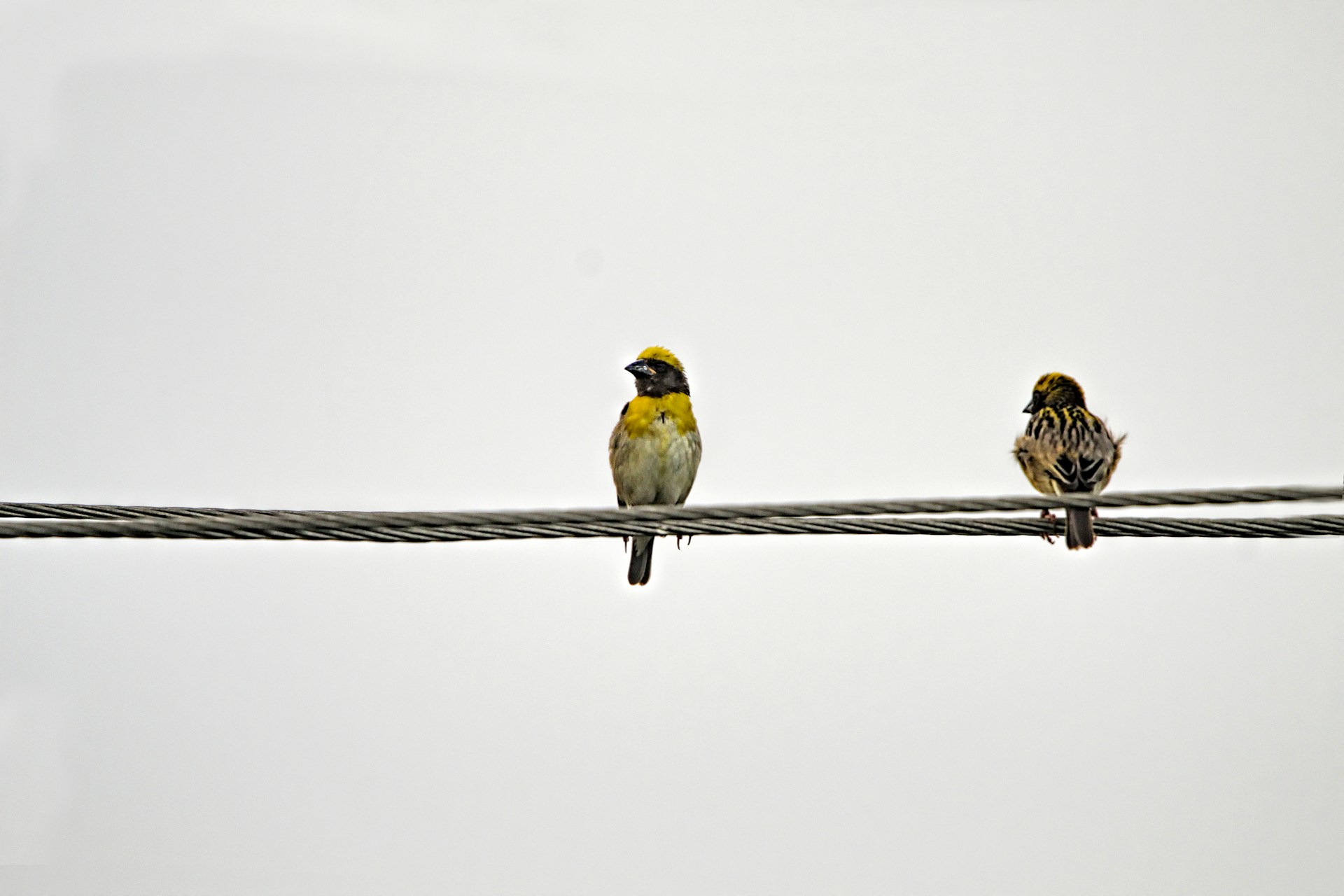 Birds that build the most complex nests