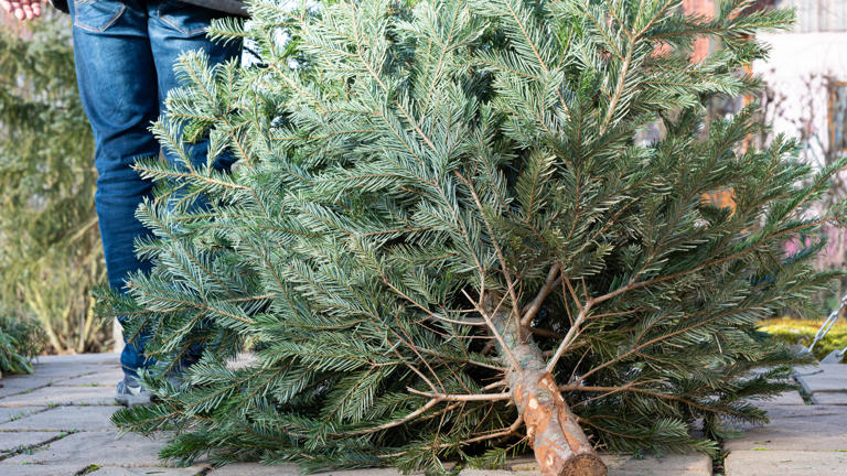 7 brilliant uses for your Christmas tree that beat throwing it away