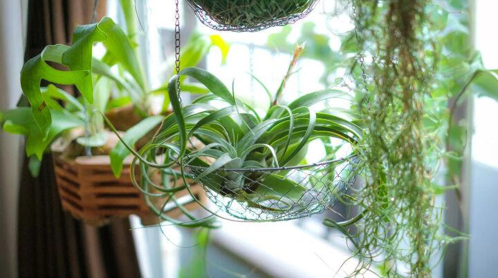 5 household items that could be triggering your pet’s allergies