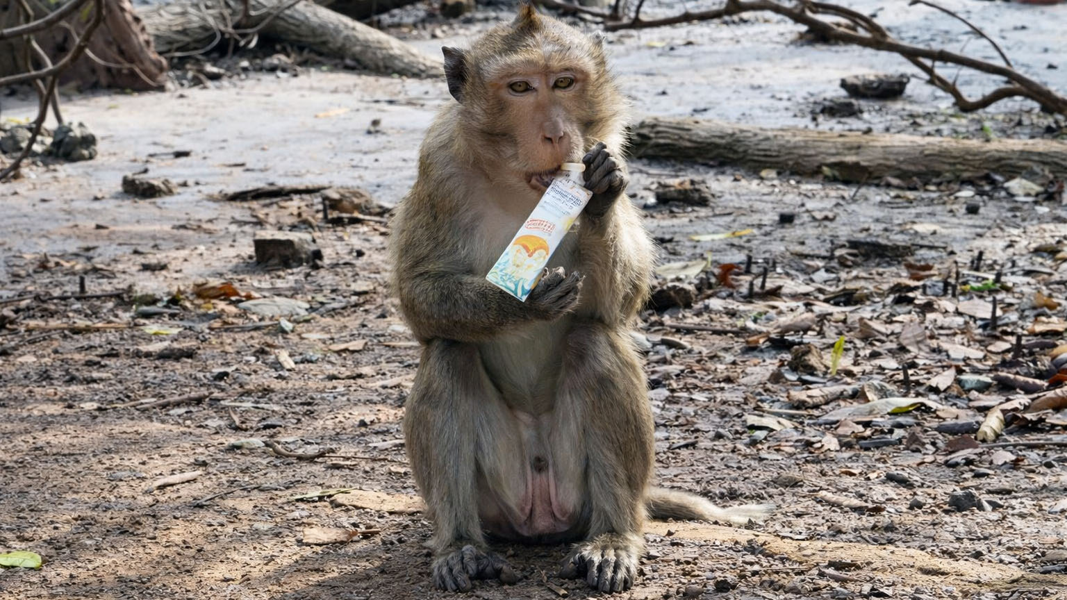 Funny monkey discovers a tasty drink