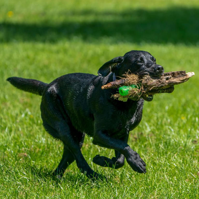 Do labradors bark a lot?