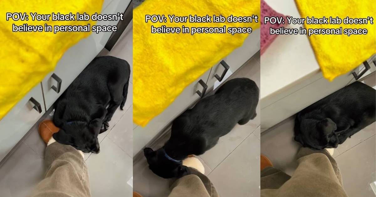 Video: Labrador does this every time owner moves their feet