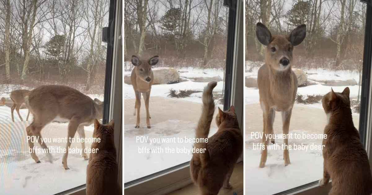 Video: Cat reacts to the deer he spotted by the window