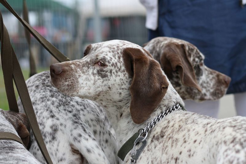 These 11 dog breeds are being noticed for their natural calm presence