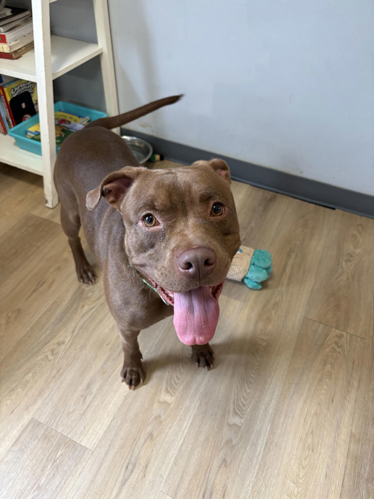 Dogs — once abandoned, now pampered — go viral after man shares rescue ...