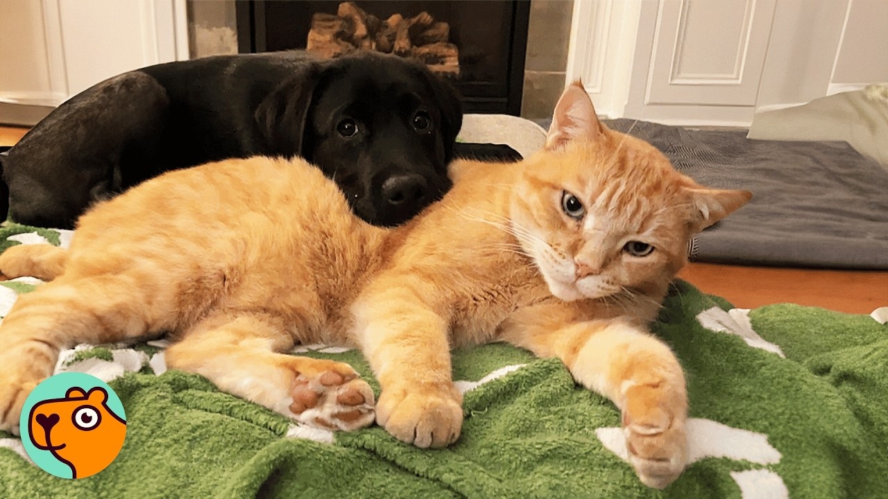 This cat was an only child - until a rowdy lab puppy moved in