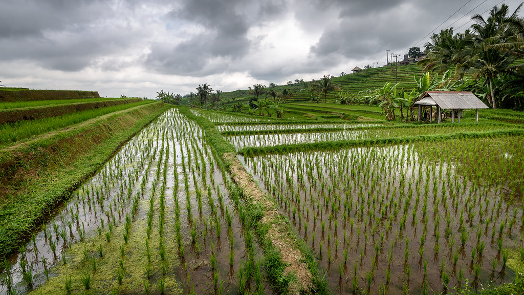 Rice terraces in Bali perfect for hiking