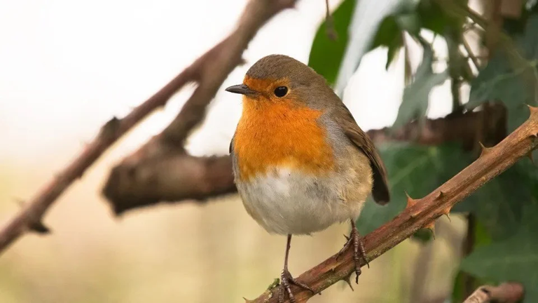 Study finds owl calls make migrating robins eat less at night