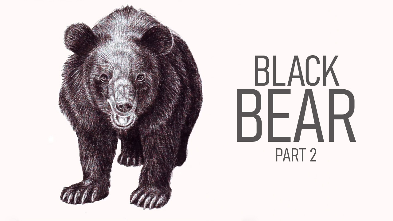 Black bear drawing tutorial focused on shape and anatomy
