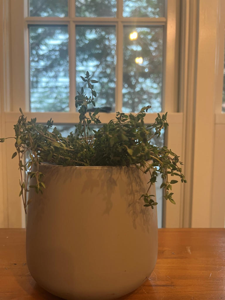 Herbs grown indoors require extra care. Here are some tips