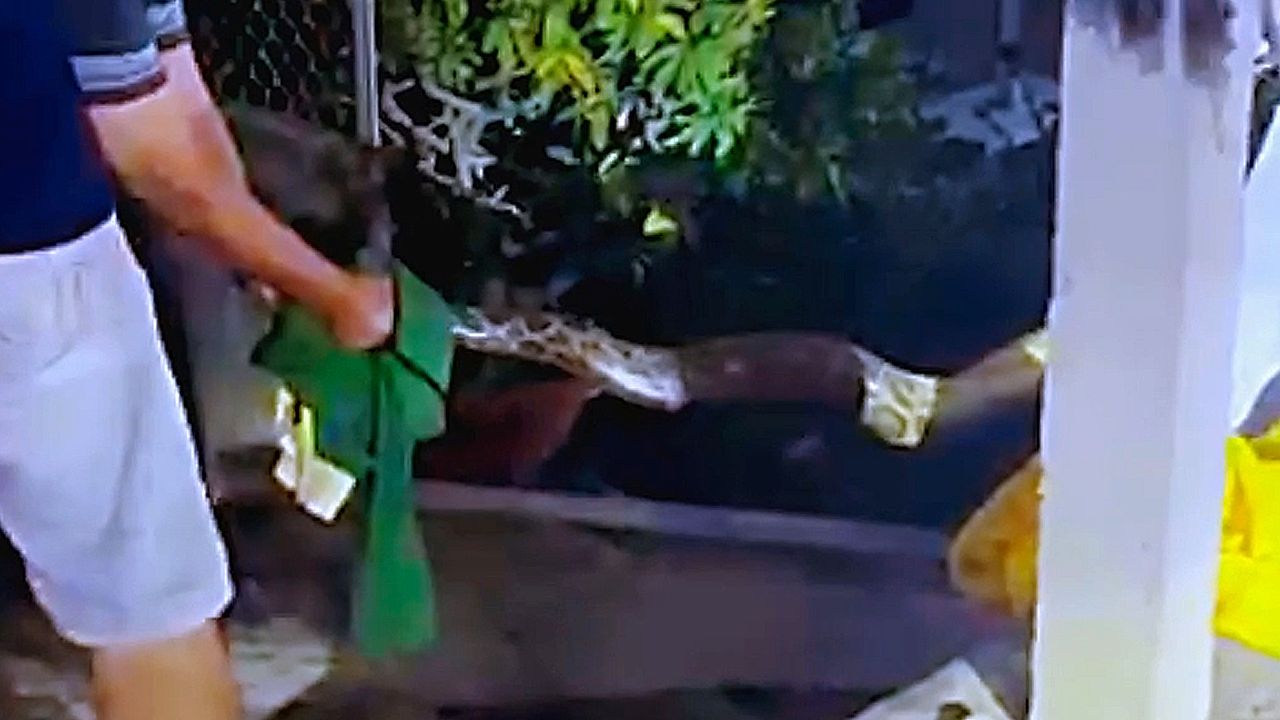 Animal rescuers rip massive python out of home's wall in Vietnam