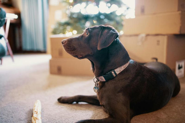 Do labradors bark a lot?