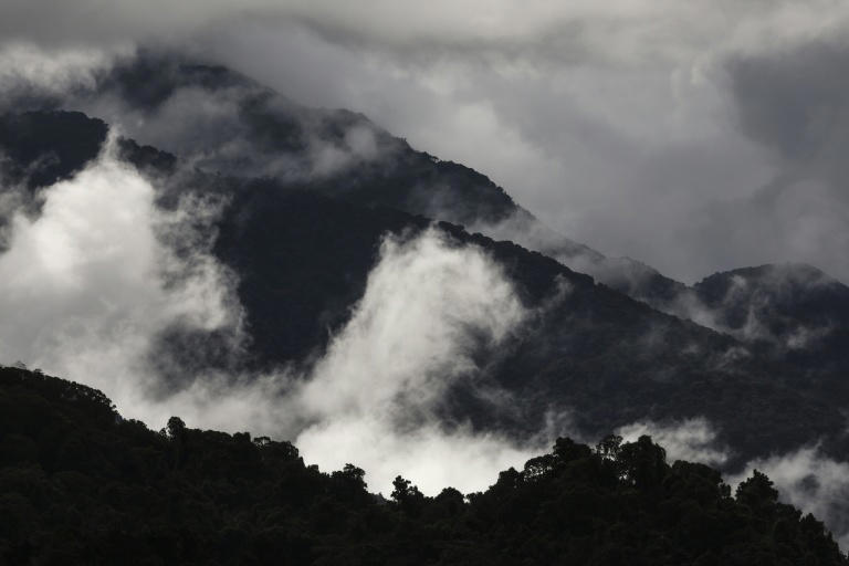 Climate-driven tree deaths speeding up in Australia: study