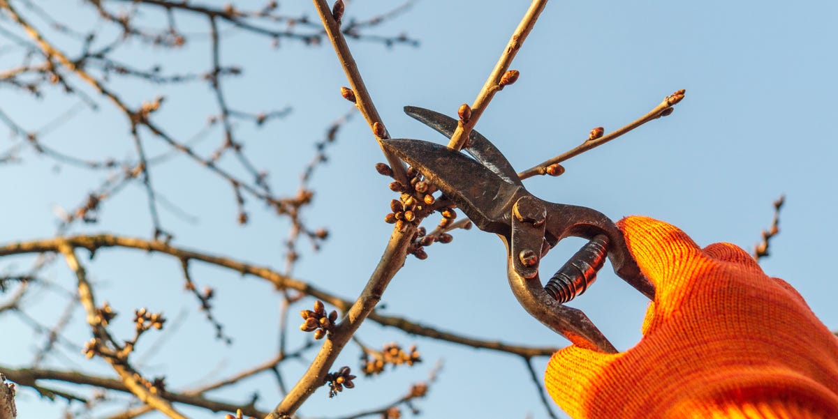 The winter tree pruning mistakes that could ruin spring growth