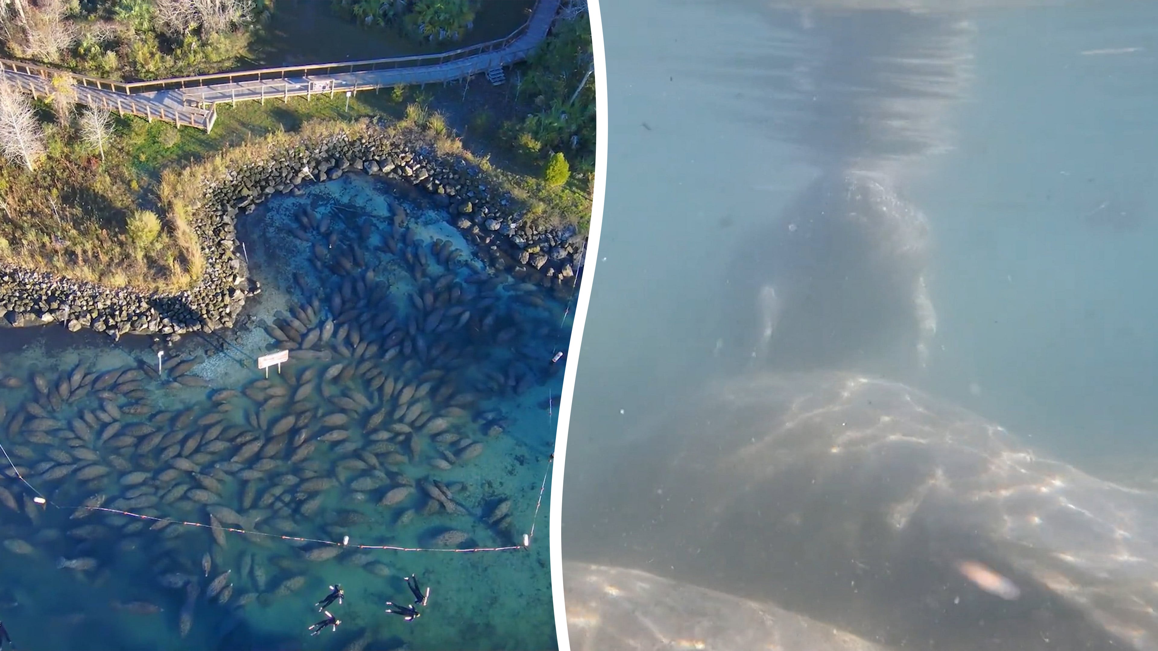 Hundreds of manatees huddle together to keep warm during cold snap