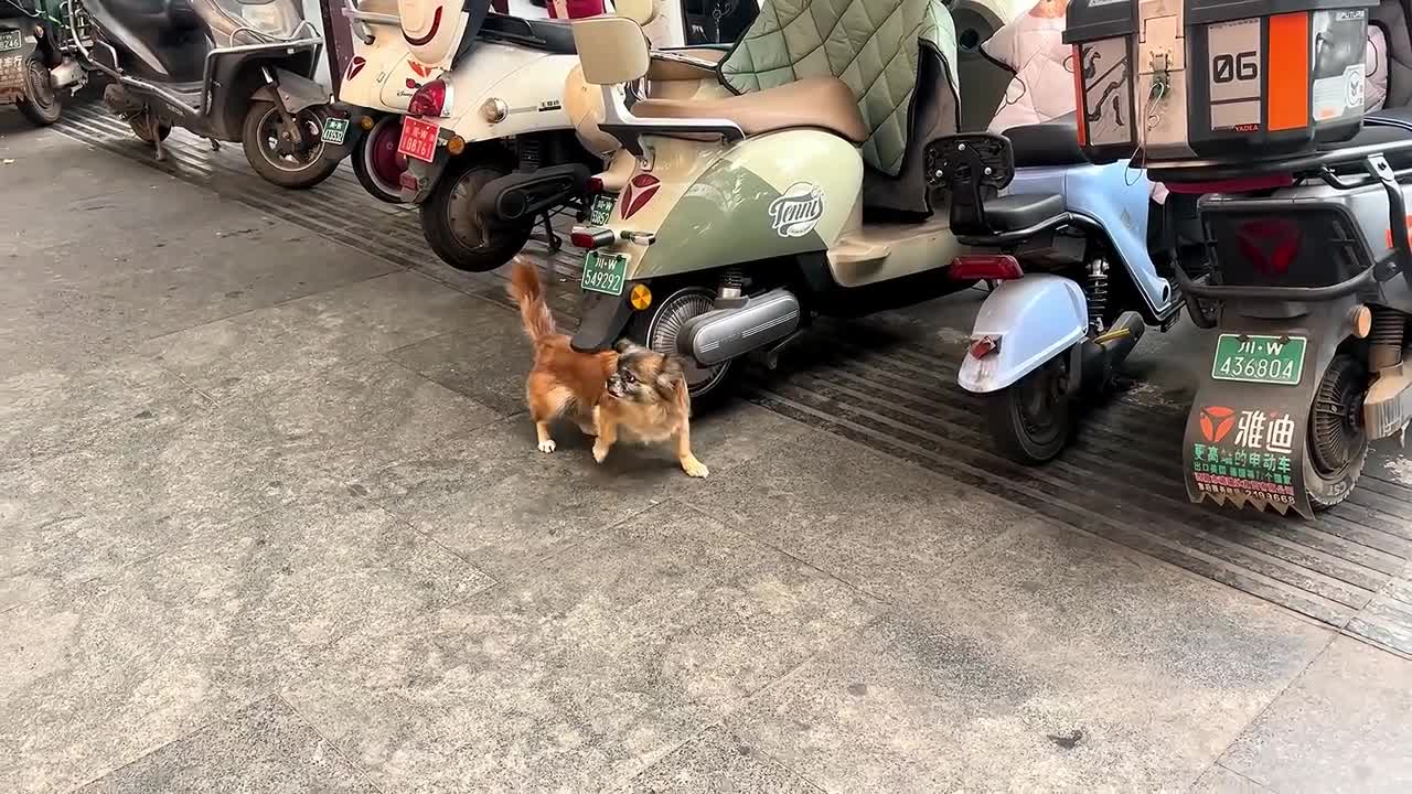 Dog looks as if its dancing as it uses scooter as makeshift scratching post