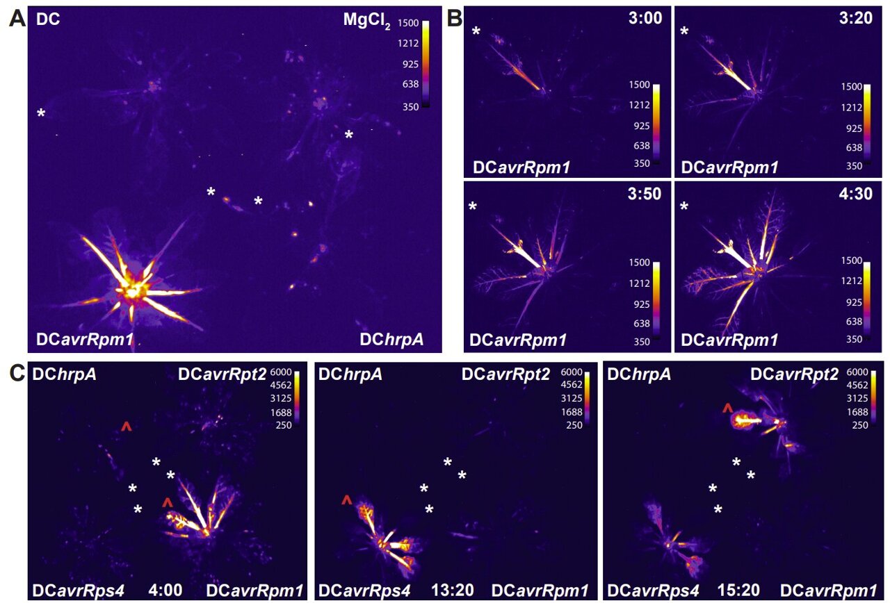 Study overturns long-held model of how plants coordinate immune responses