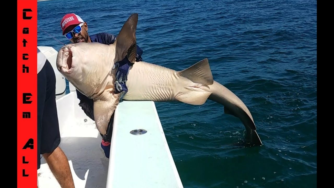 Wrestling giant sea creatures - sharks, mega mouths, and more