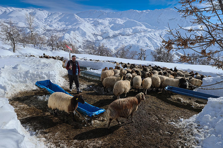 Kar kalınlığının yer yer 2 metreyi aştığı Hakkari'de besiciler zorlu ...