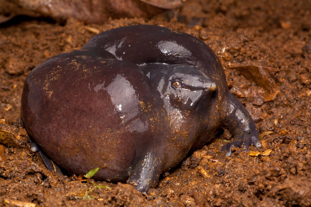 7 of the world’s ugliest animals – and the survival tricks behind their ...
