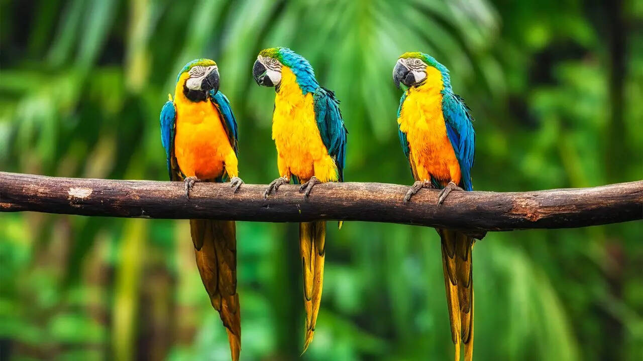 Seychelles black parrot to eclectus parrot: 10 different types of ...