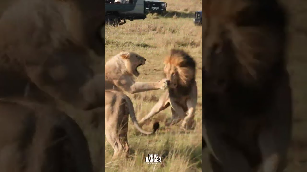 Lions clash in a dramatic battle for ultimate dominance