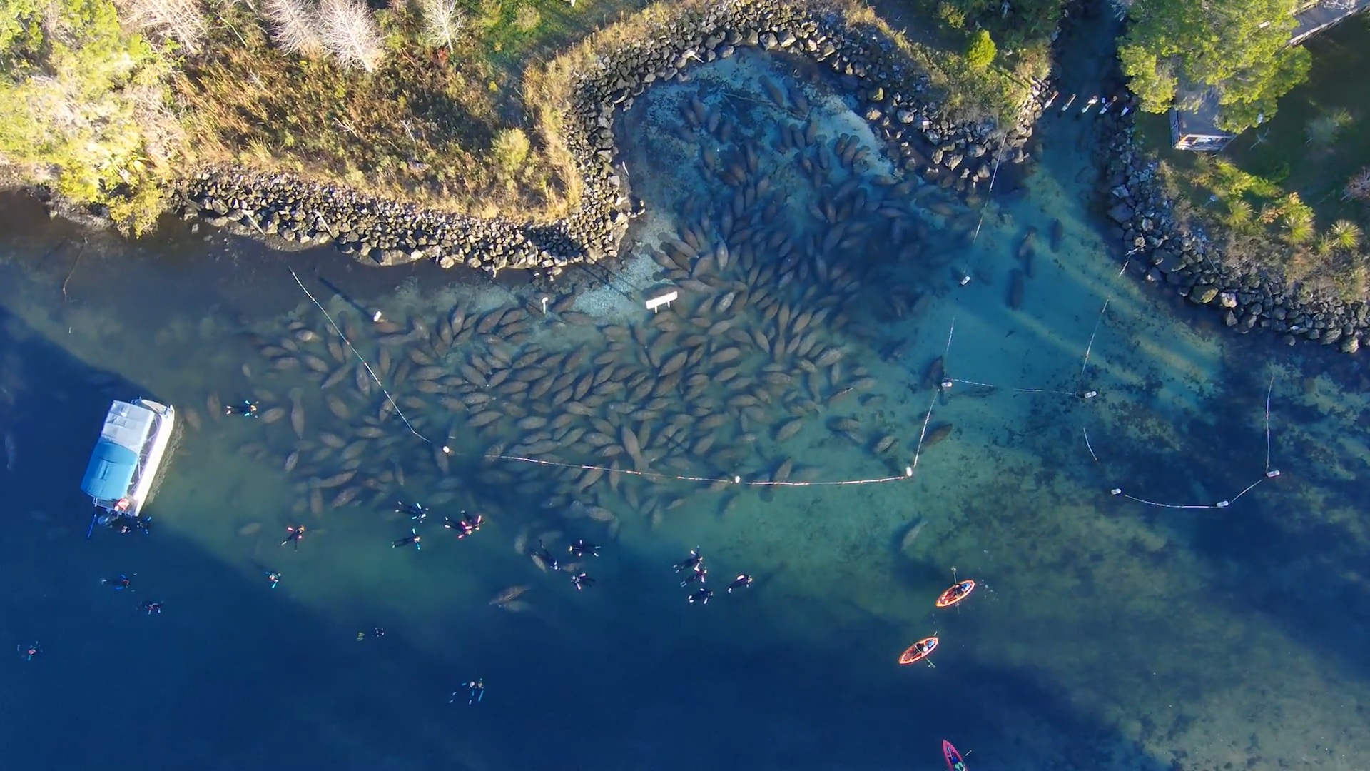 Watch hundreds of manatees flock to Florida wildlife refuge to stay warm