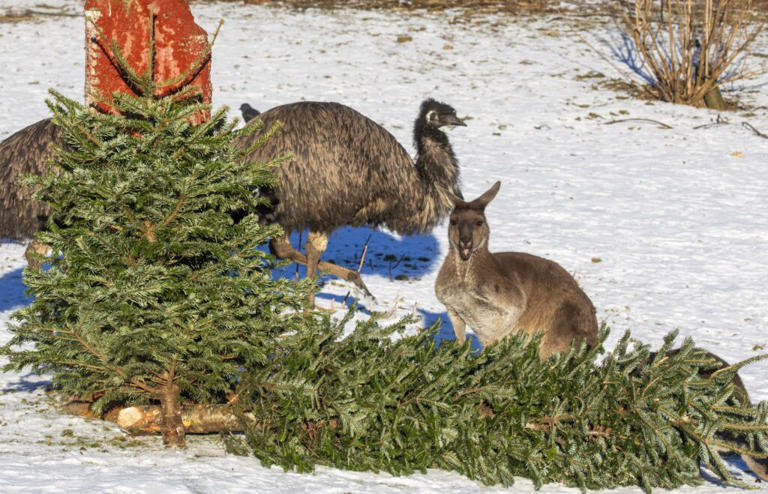 Kangaroos and wallabies scratch and chew on second-hand Christmas trees