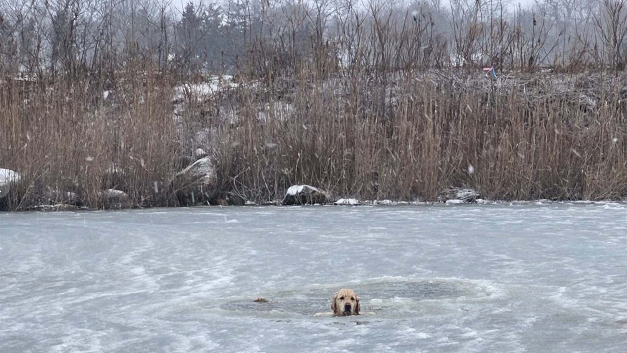 Rhode Island firefighters rescue a yellow lab from an icy pond on New ...