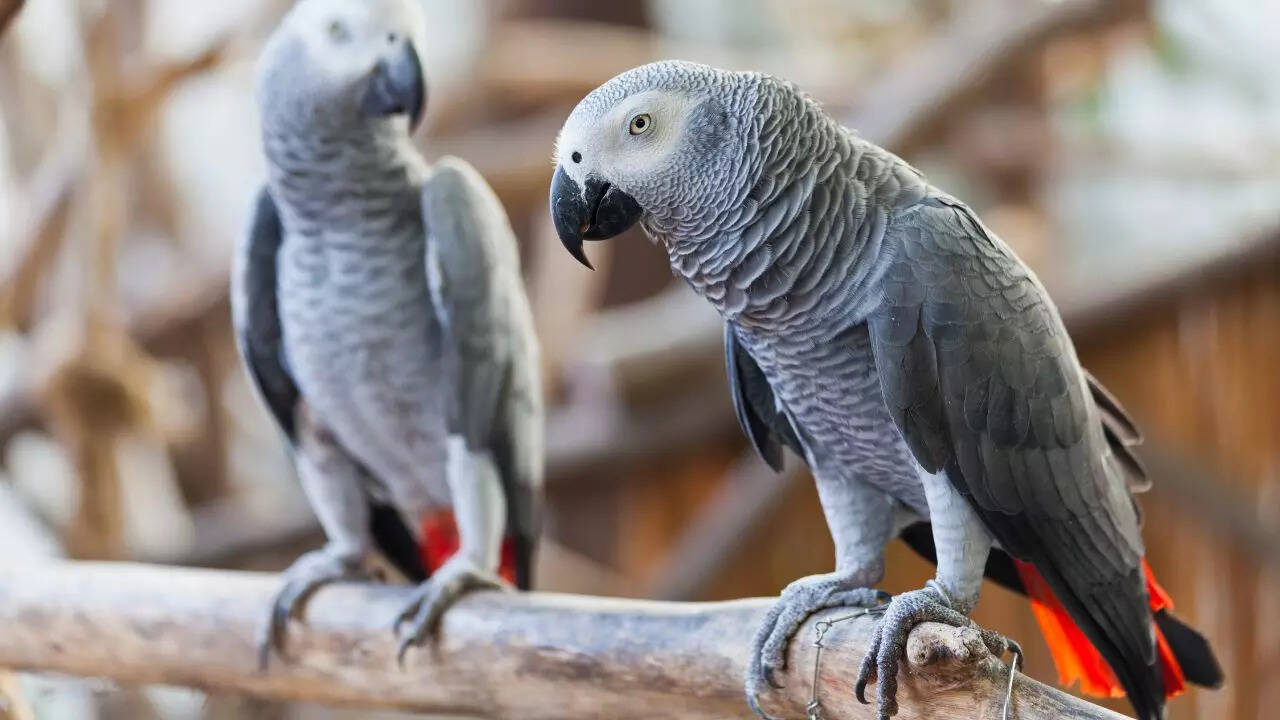 Seychelles black parrot to eclectus parrot: 10 different types of ...