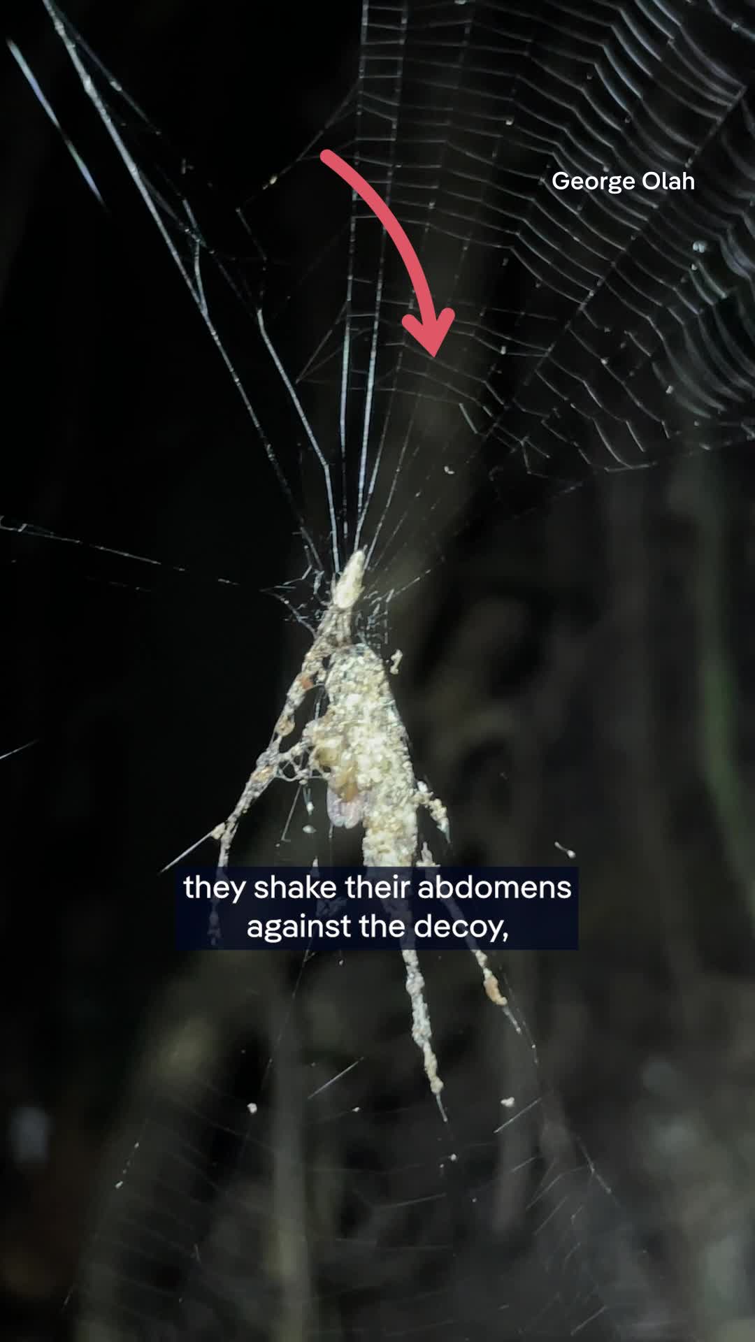 Spiders building fake spiders