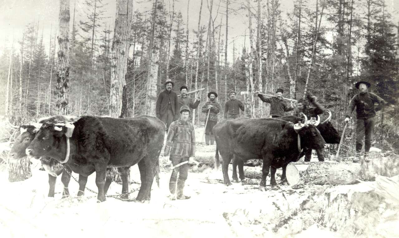 Oxen were used in Manistee's logging operations