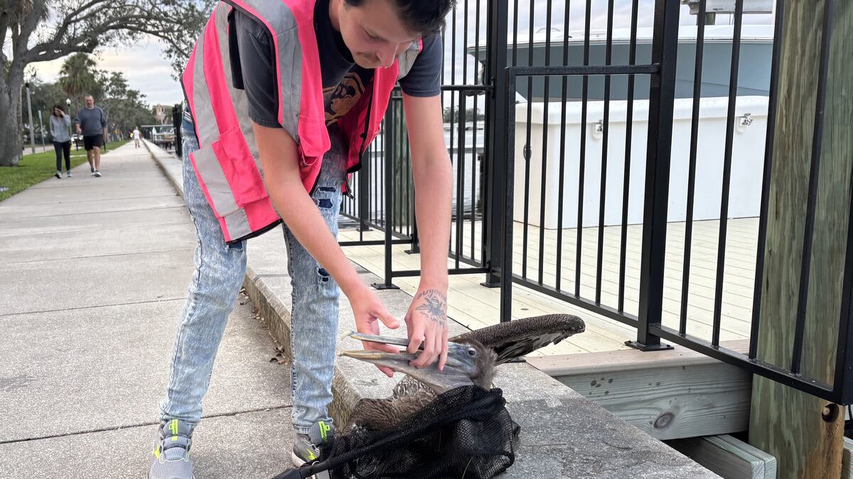 See an injured animal? Call these Tampa Bay student rescuers