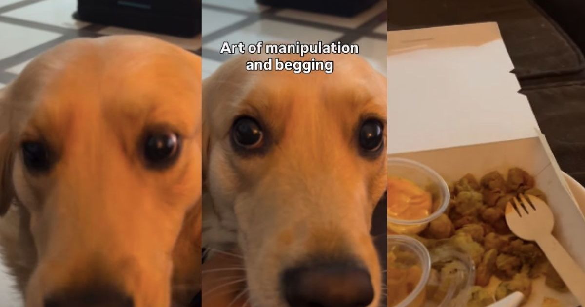 Video shows dog skilled in the 'art of manipulation'