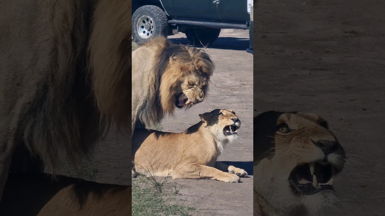 Maasai Mara sightings reveal lions and stealthy leopards