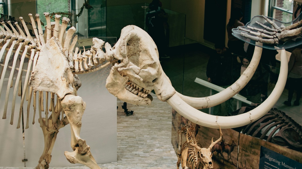 Did a space blast wipe out mammoths and humans too?