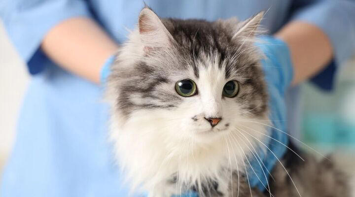 Do this to keep your outdoor cat safe