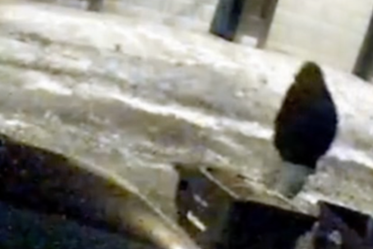 Cops release security video of person of interest in dentist murder