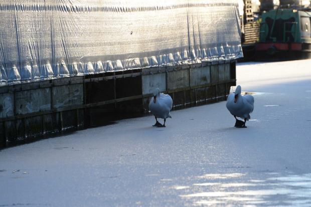 Swans spotted breaking through the ice on frozen canal