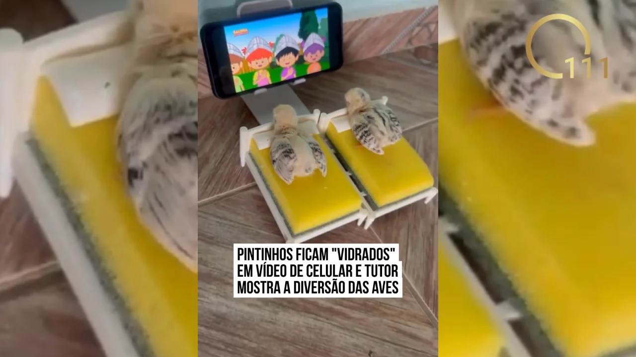 Pintinhos ficam vidrados em vídeo de celular e tutor mostra a diversão ...