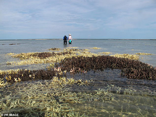 2026 may be the year coral reefs around the world finally collapse ...