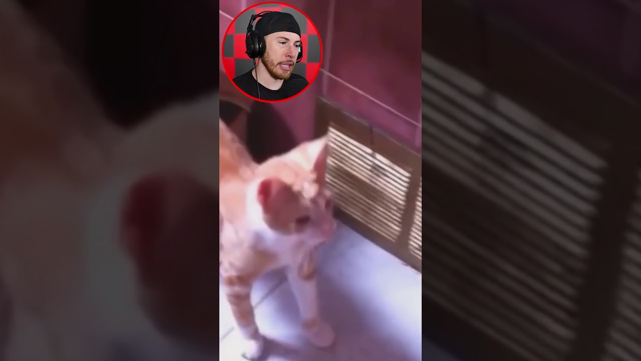 Playful animal behaviors that appeared widely online