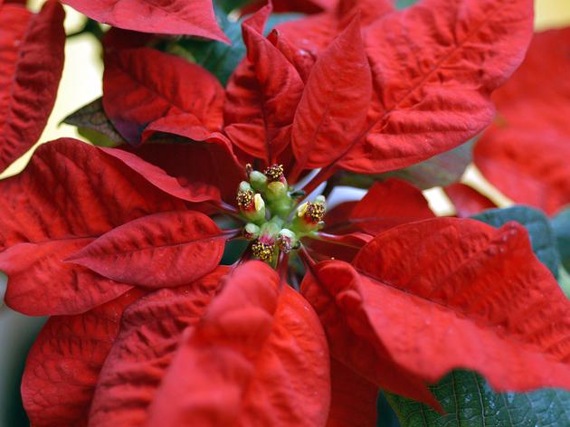 Blätter vom Weihnachtsstern rollen sich ein – jetzt schnell handeln