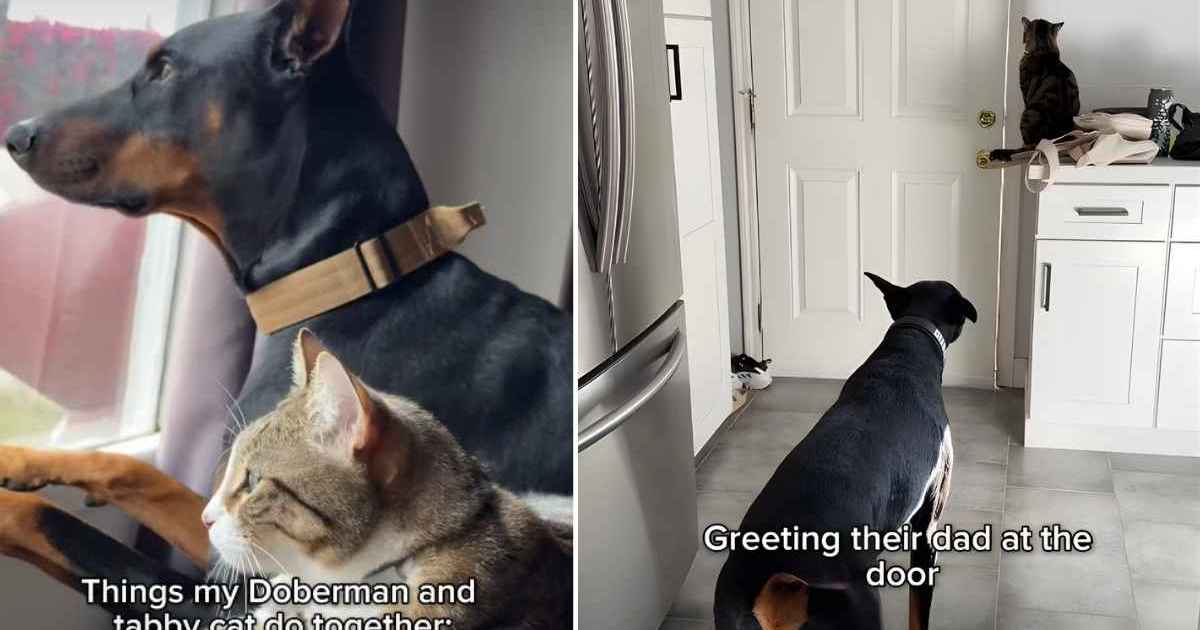 Video shows tabby cat & big dog doing everything together