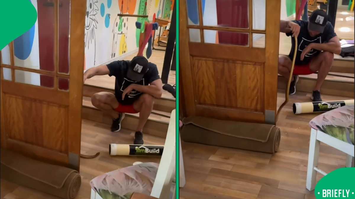 Oh God: Stellenbosch snake handler catches deadly Cape cobra in kids ...