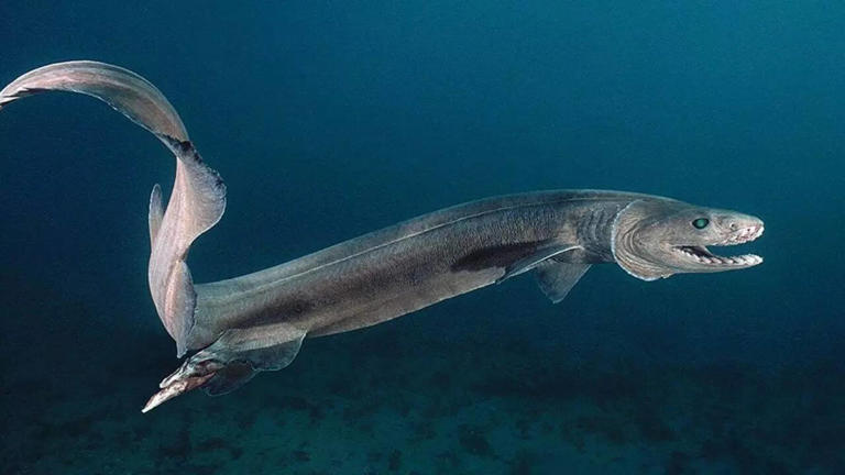 Meet the 80-million-year-old frilled shark: The mysterious deep-sea ...