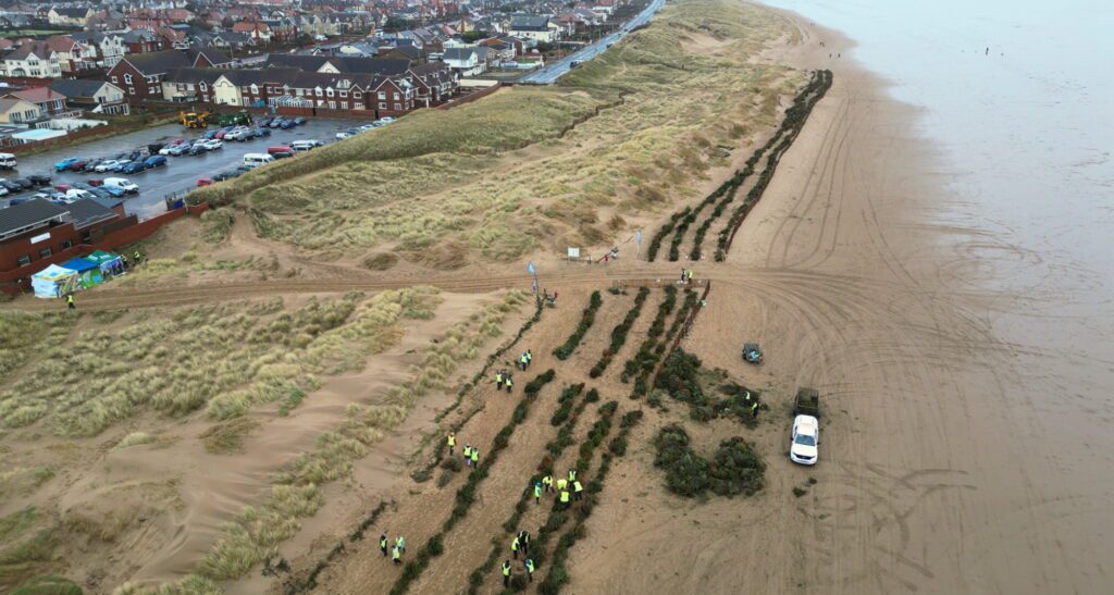 Thousands of donated Christmas trees line coastline to slow down erosion