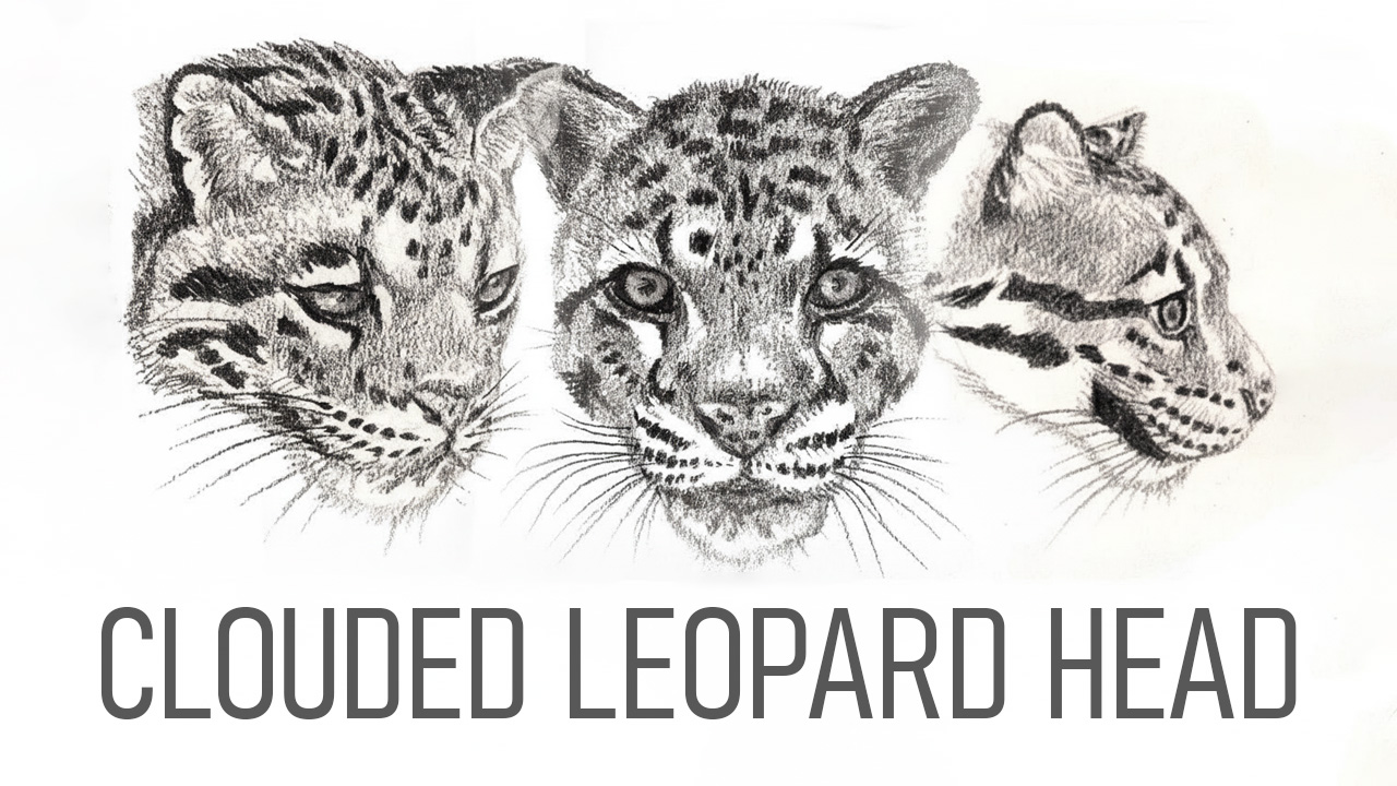 Clouded leopard head drawing tutorial for better accuracy