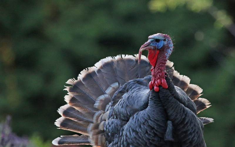 Missouri's new turkey hunting rules