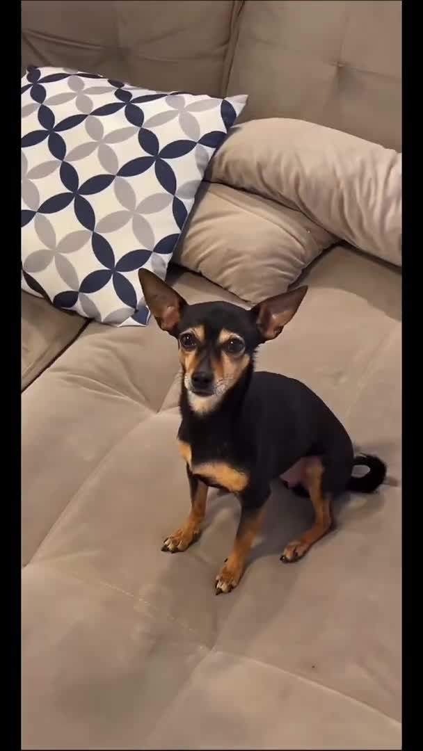 Tente não rir das piadas